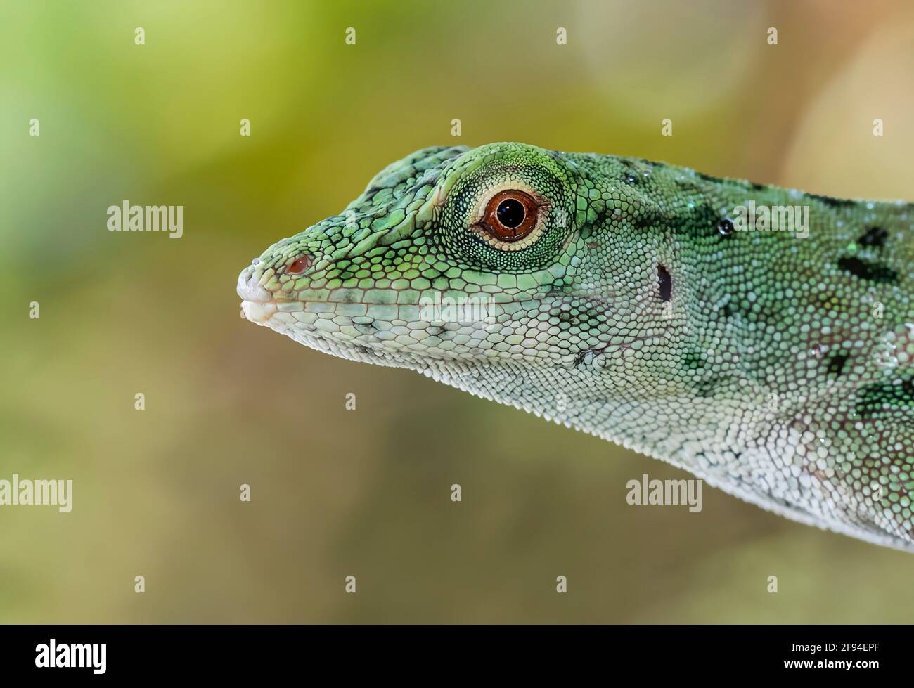 Green lizard isolated against a green background in Costa Rica Stock ...