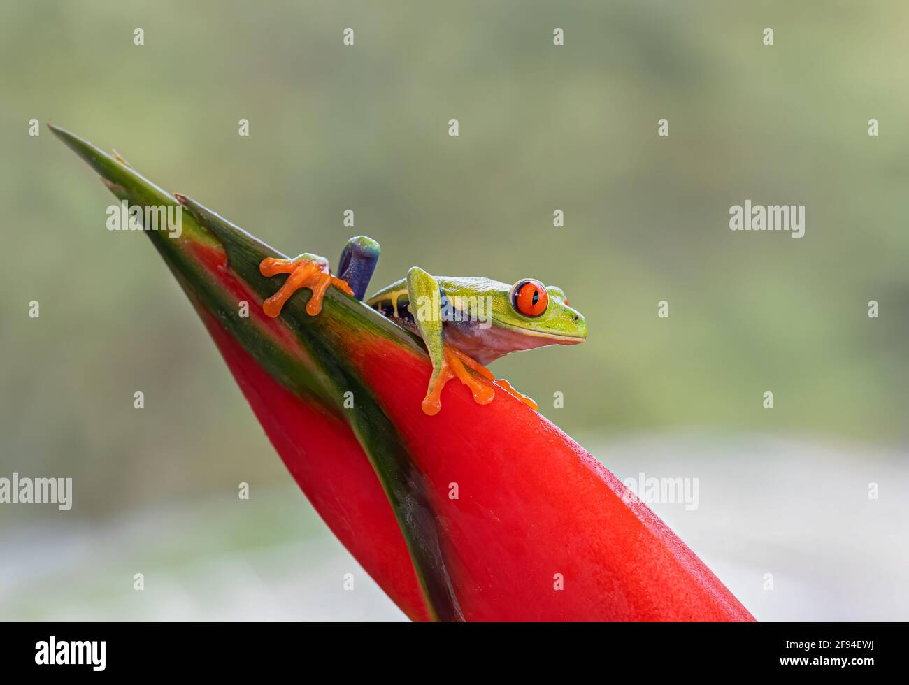 Red-eyed Tree Frog, Agalychnis callidryas on plant, Costa Rica Stock ...