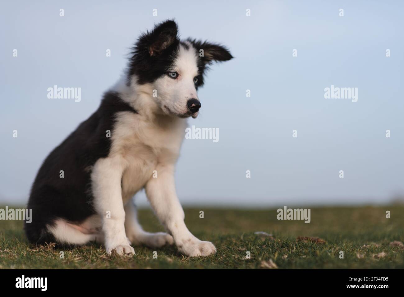 Border Collie sheep dog puppy 8 weeks old on a farm in South Wales ...