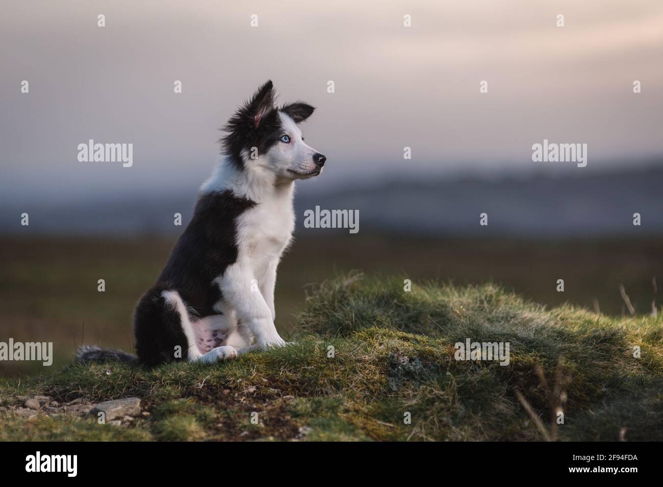 Border collie farm hi-res stock photography and images - Alamy