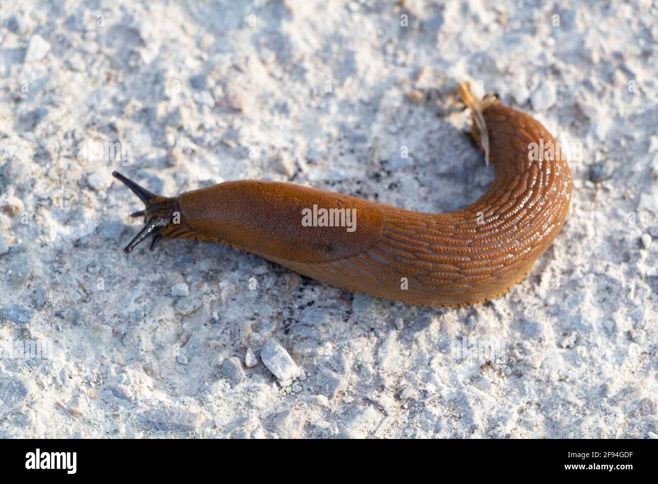 Slug crawling hi-res stock photography and images - Alamy