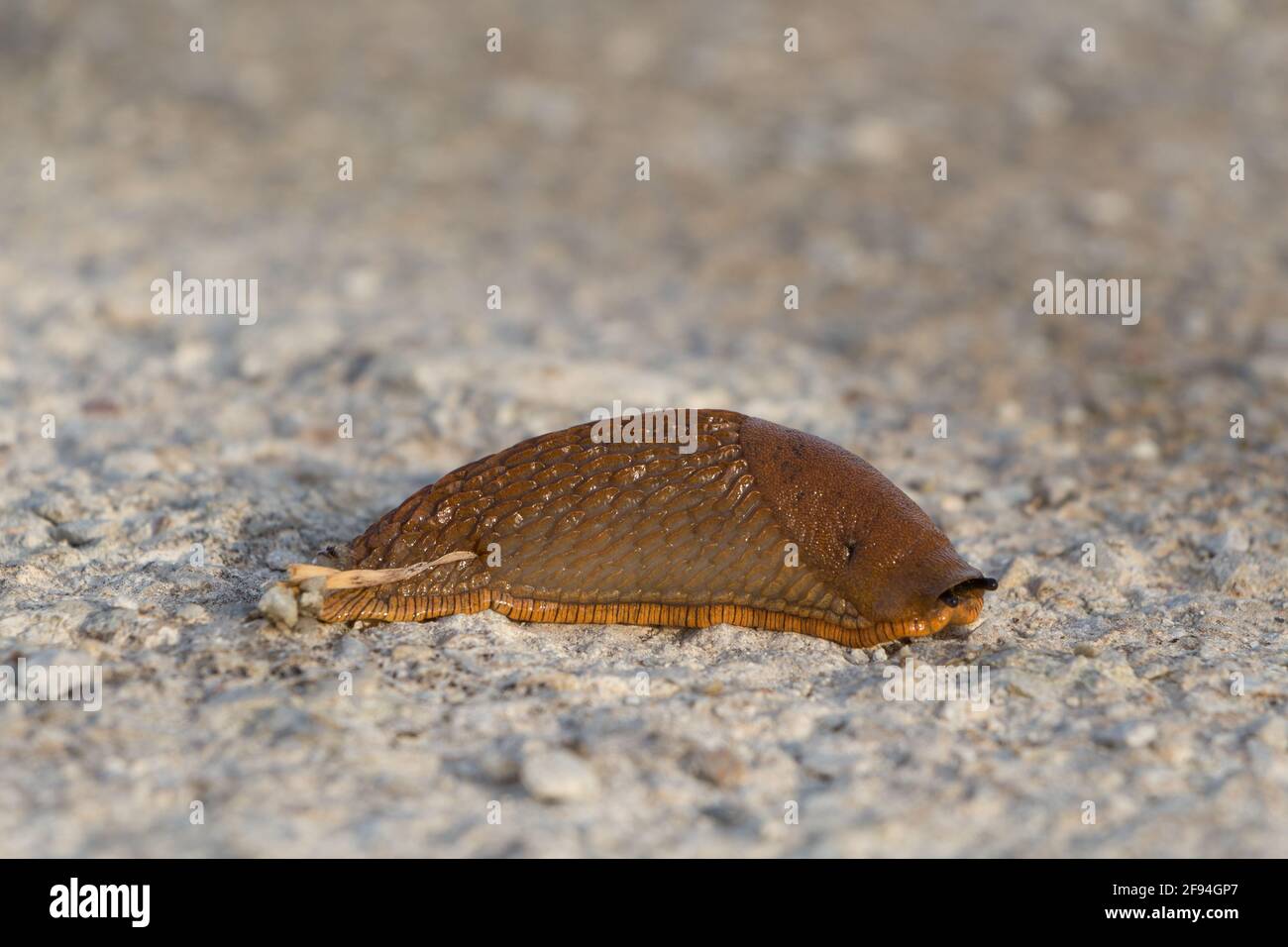Crawling on the ground hi-res stock photography and images - Alamy