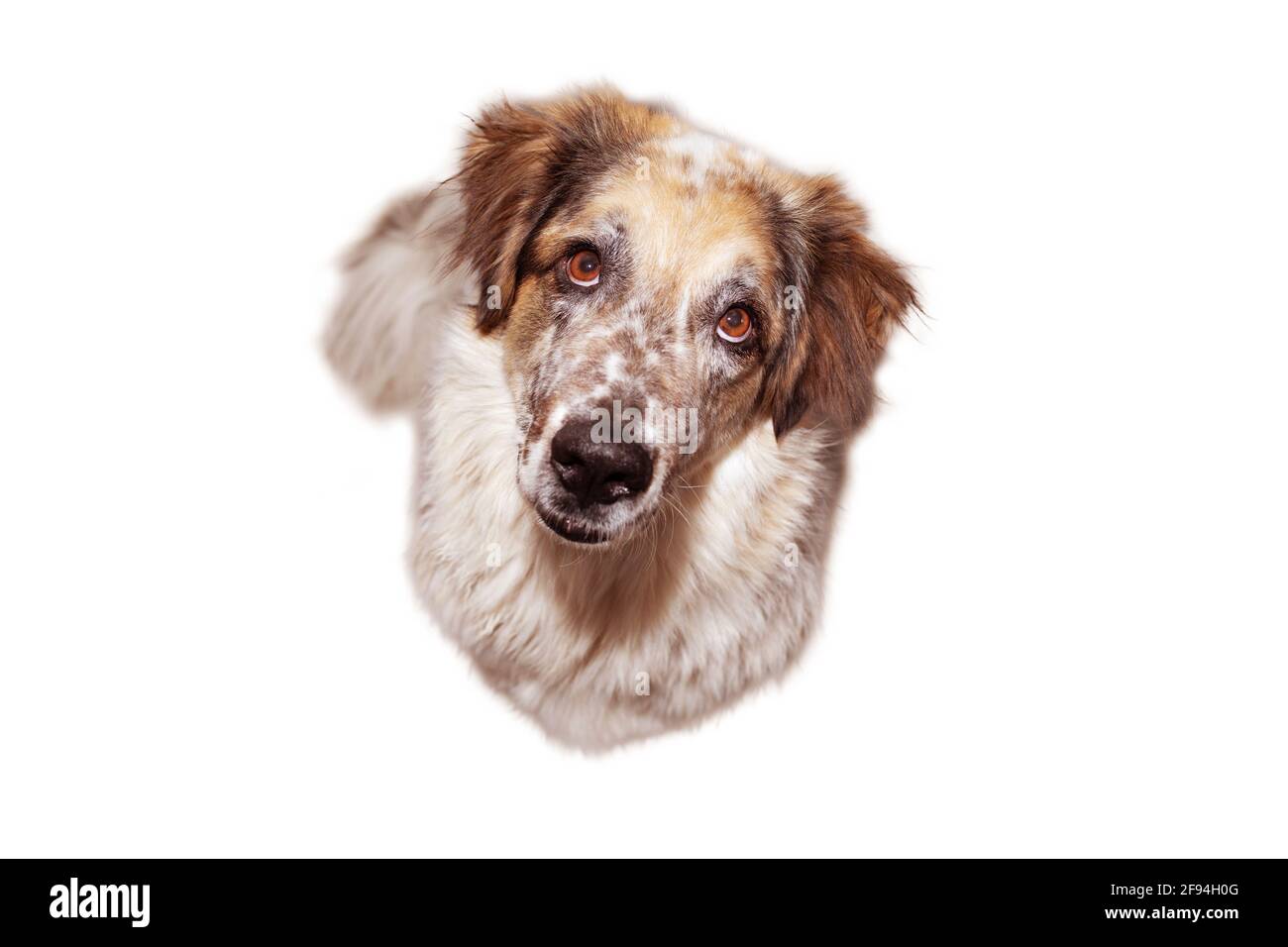 Big dog training looking up, isolated on white background Stock Photo ...