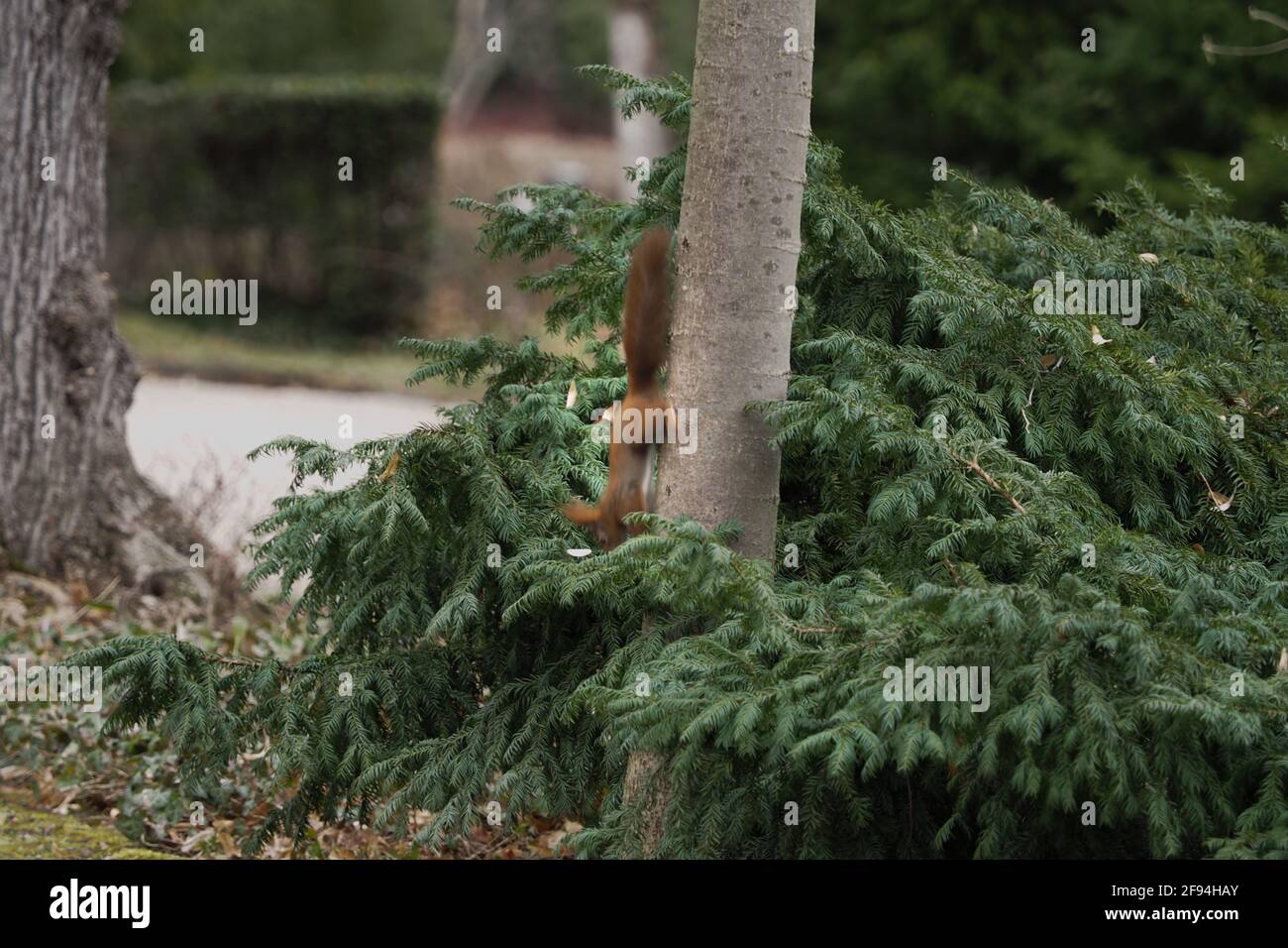 Squirrel running down tree trunk hi-res stock photography and images ...