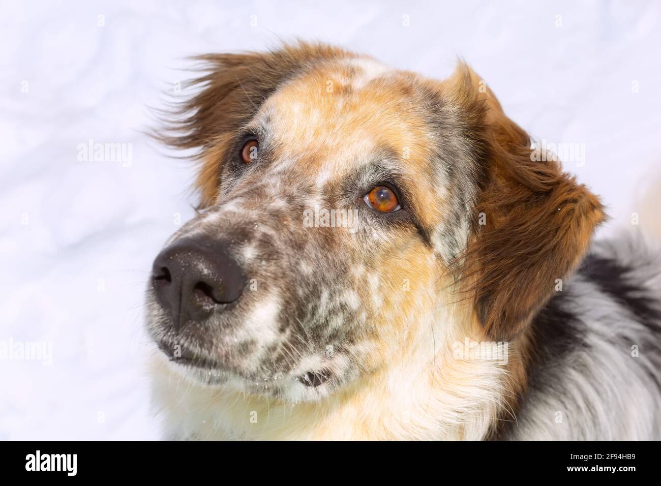 Big dog training looking up, face close-up portrait on white background ...