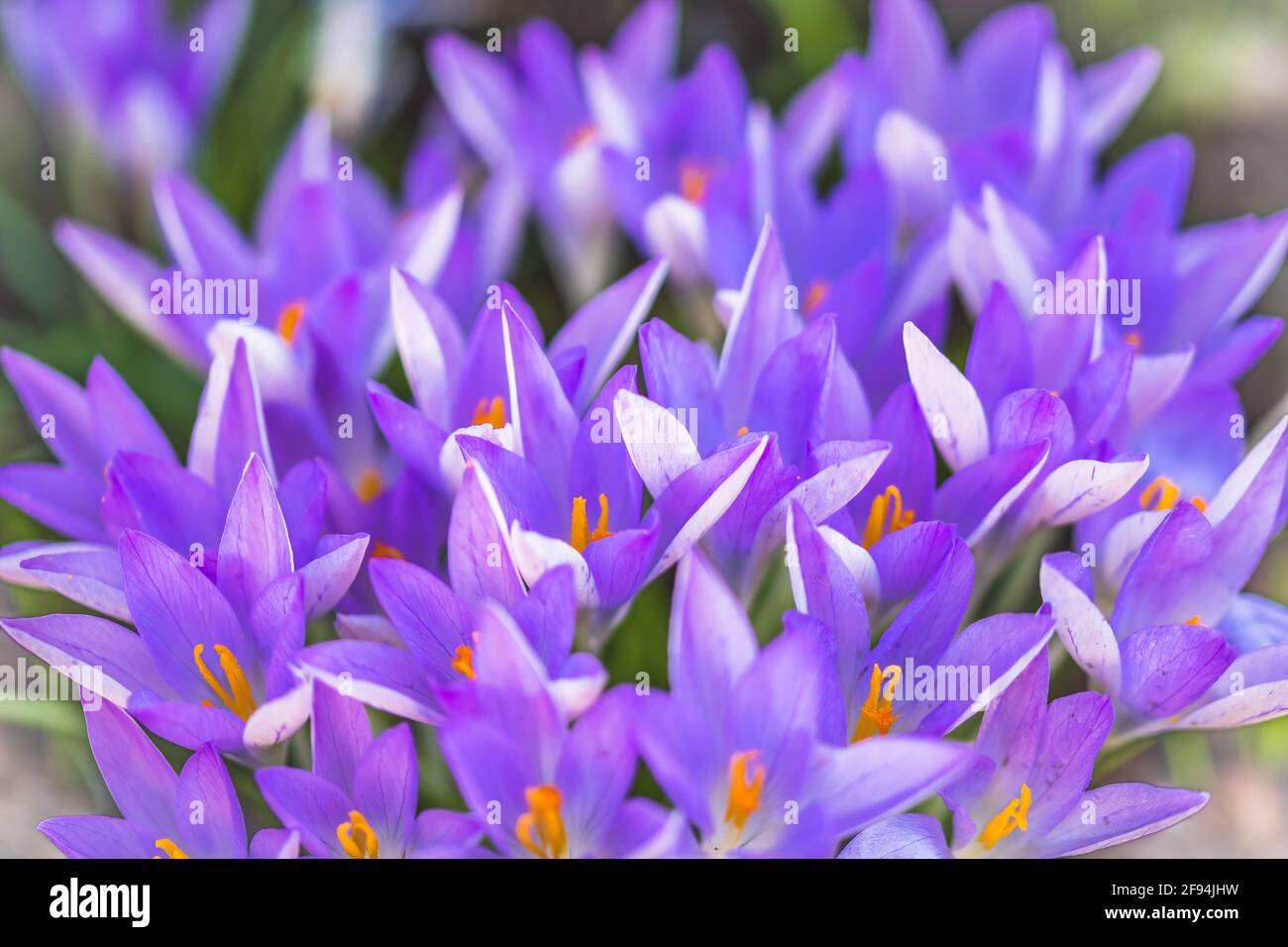 Purple crocus blossoms in early springtime Stock Photo - Alamy