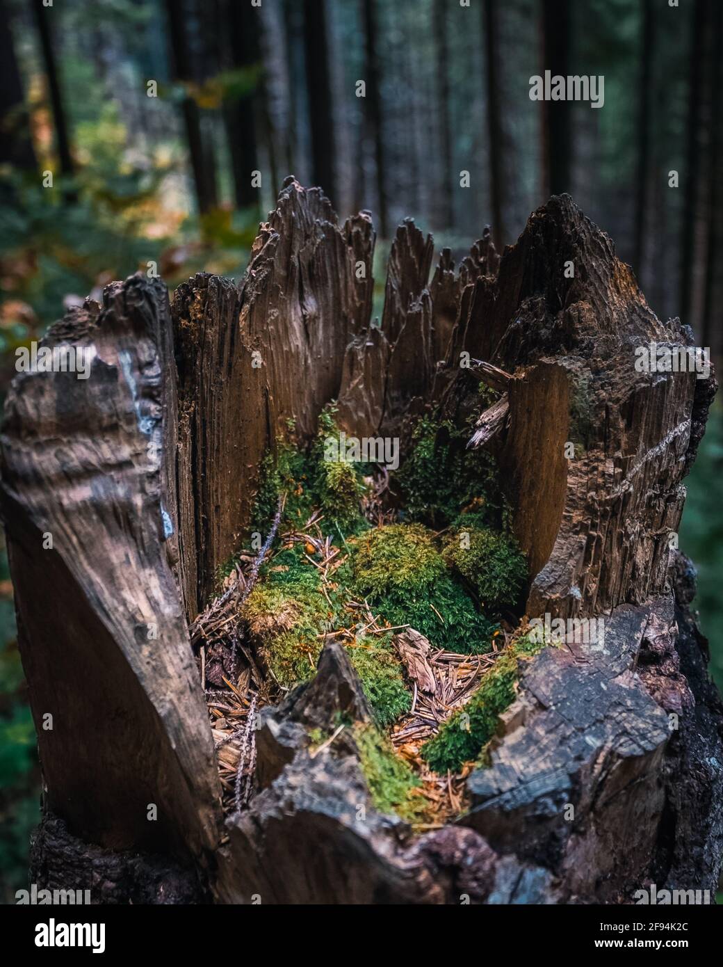 Oak tree growing inside hi-res stock photography and images - Alamy