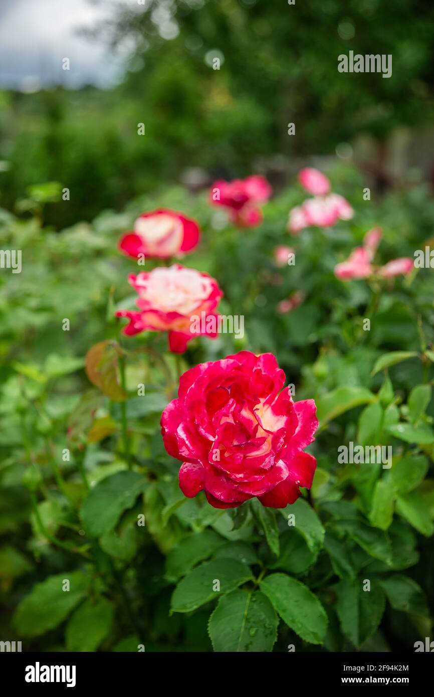 Beautiful roses in the garden, growing different varieties of flowers ...