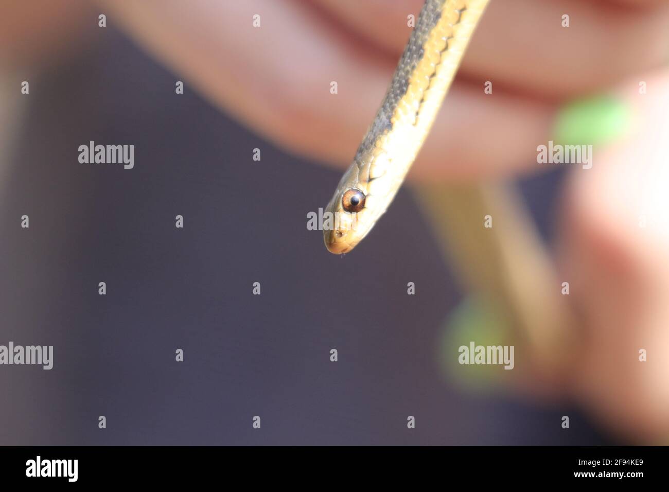 Tiny brown snake hi-res stock photography and images - Alamy