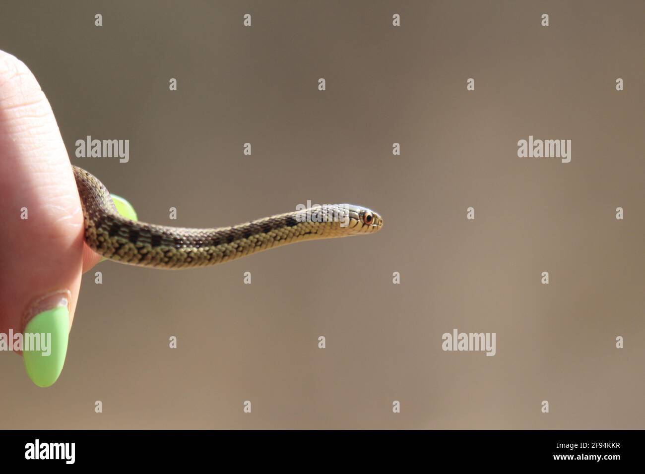 Female holding snake hi-res stock photography and images - Alamy