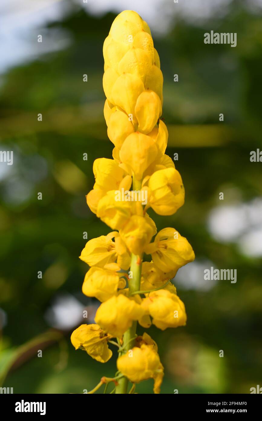 Candle bush flower (Senna alata Stock Photo - Alamy