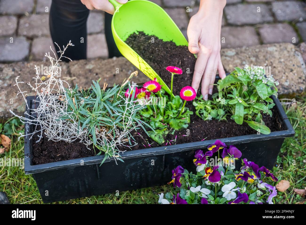 Woman filling potting soil into a flower box after planting the flowers ...