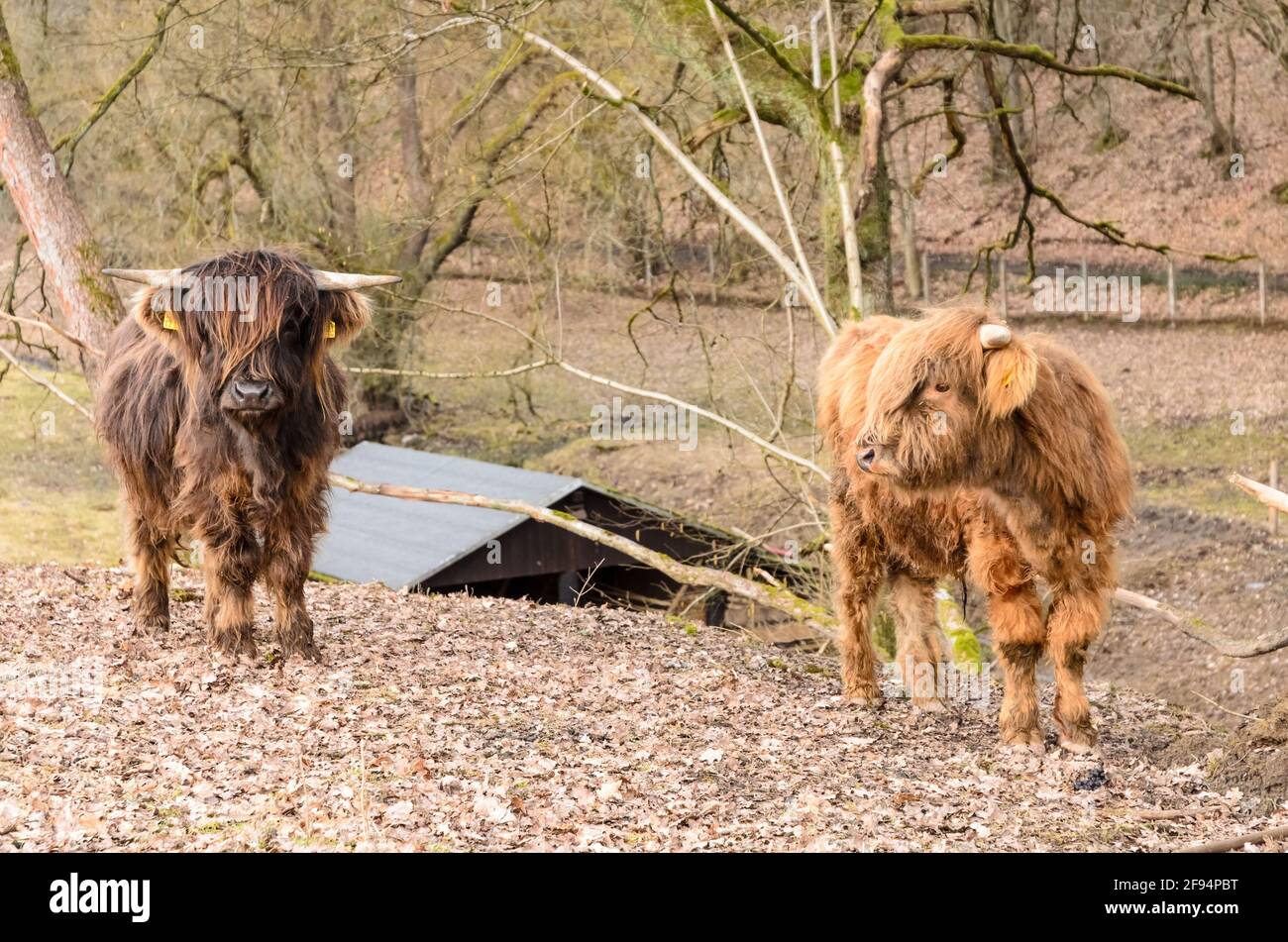 Long haired cows hi-res stock photography and images - Alamy