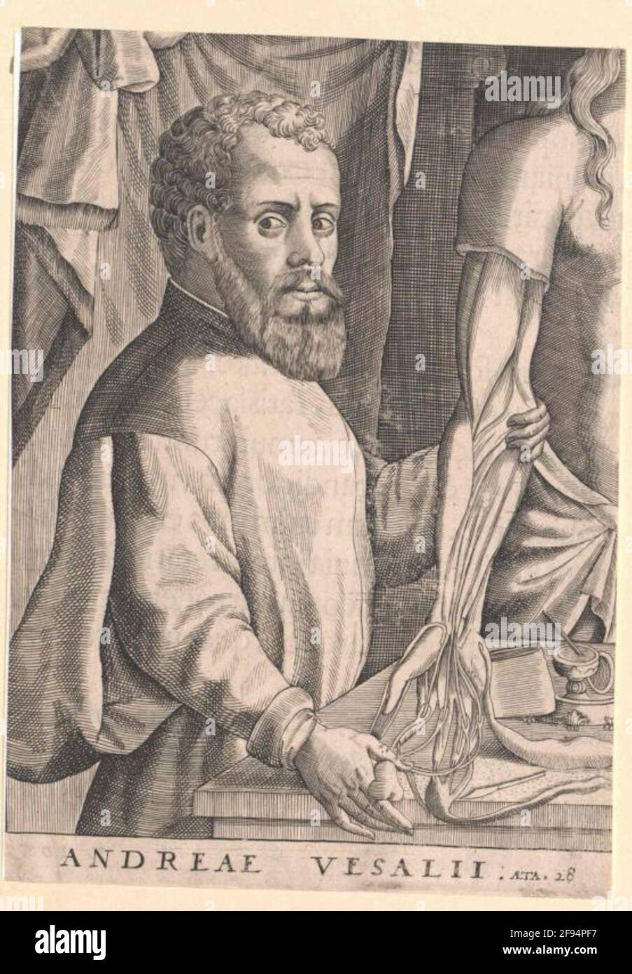 Vesalius andreas hi-res stock photography and images - Alamy