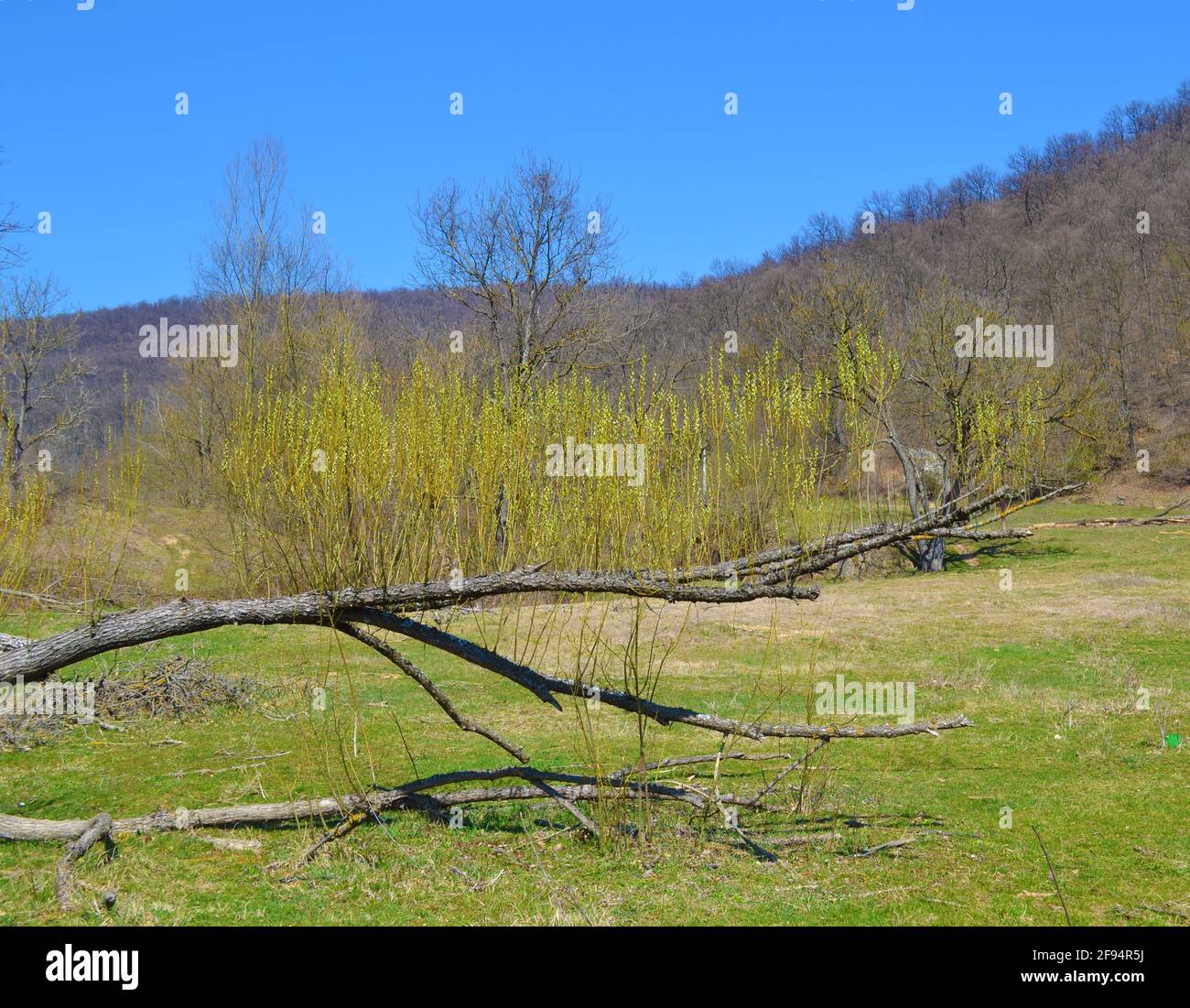 New branches growing from a fallen tree Stock Photo - Alamy