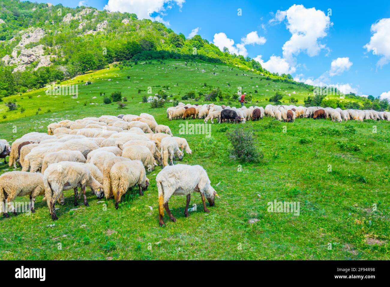 Sheep are grazing in the Central Balkan national park in Bulgaria Stock ...