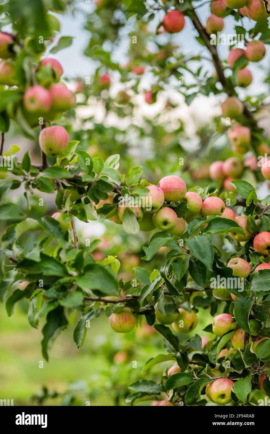 Organic apples hanging from a tree branch in an apple orchard Stock ...