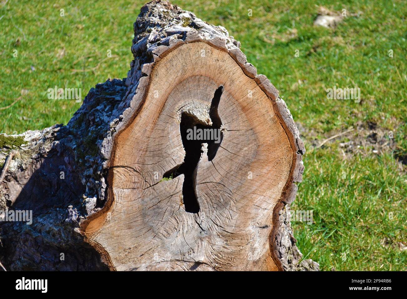 Tree stump with unusual and beautiful rings Stock Photo - Alamy