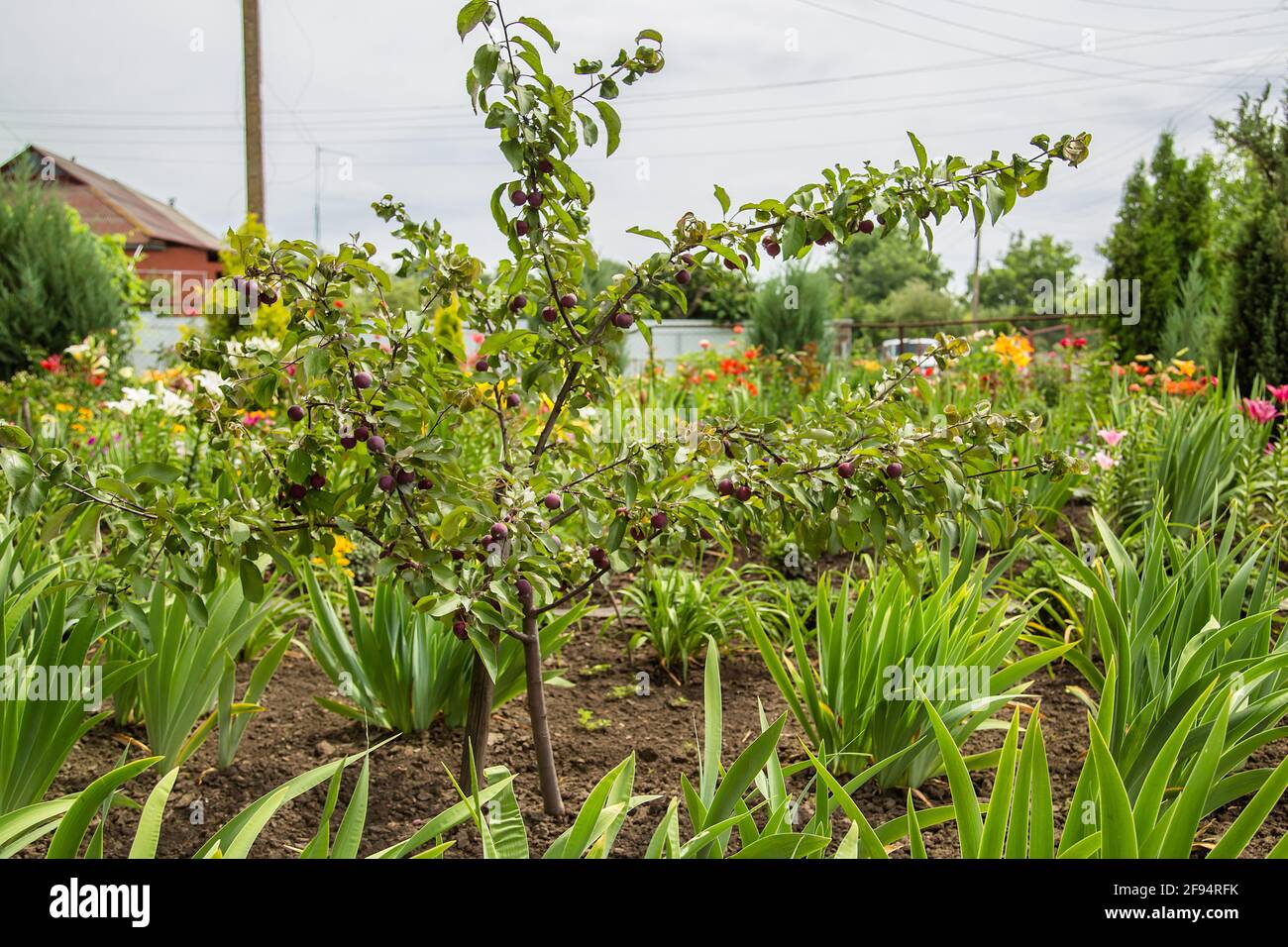 Crab apples on a tree on june after the rain. Green Branch of Crab ...