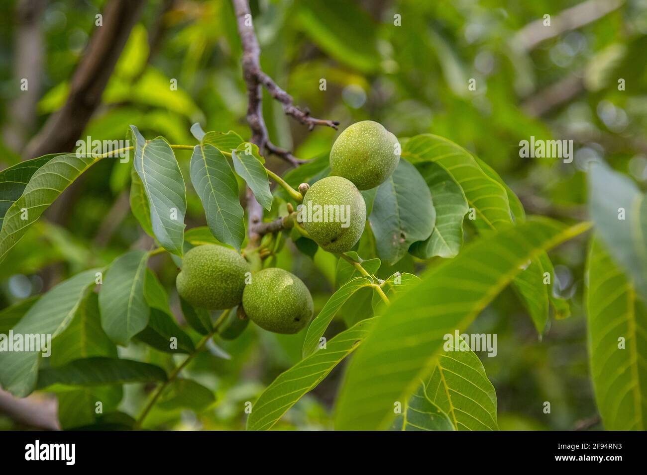 The green fruits of the Manchurian nut grow on a branch surrounded by ...