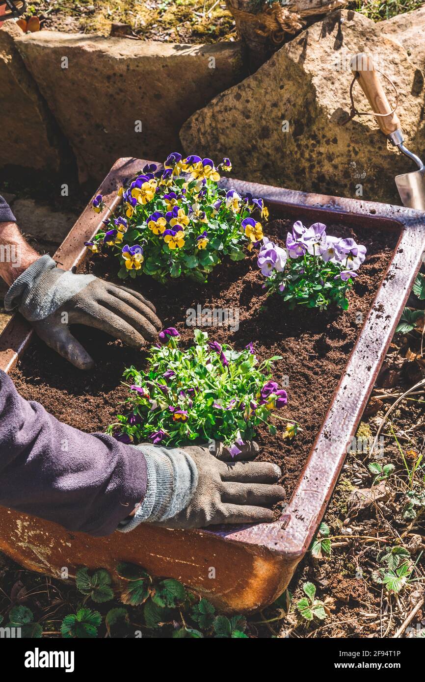 Spring trough plants hi-res stock photography and images - Alamy