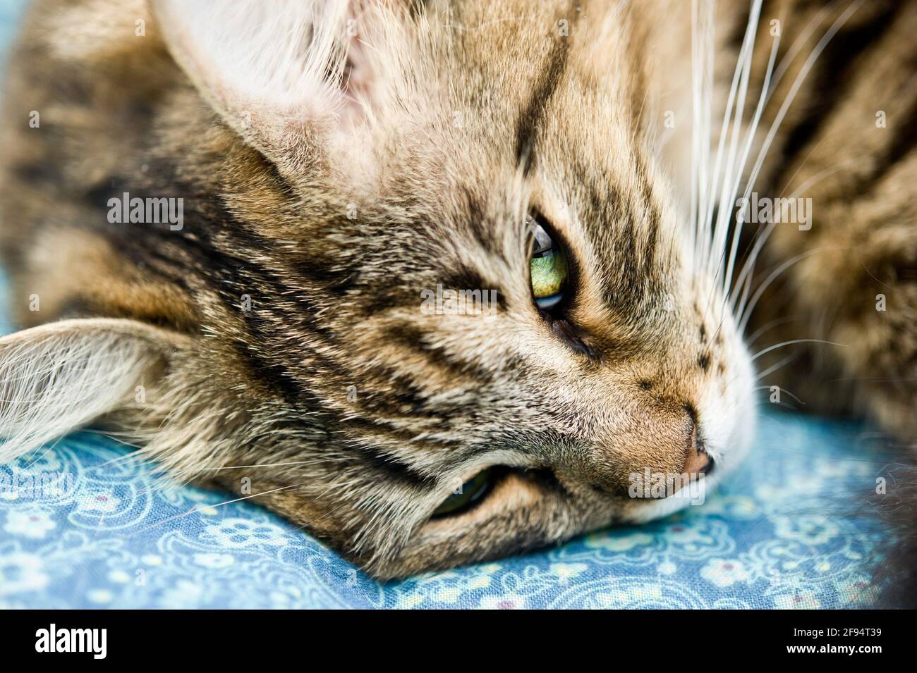Feline at rest hi-res stock photography and images - Alamy