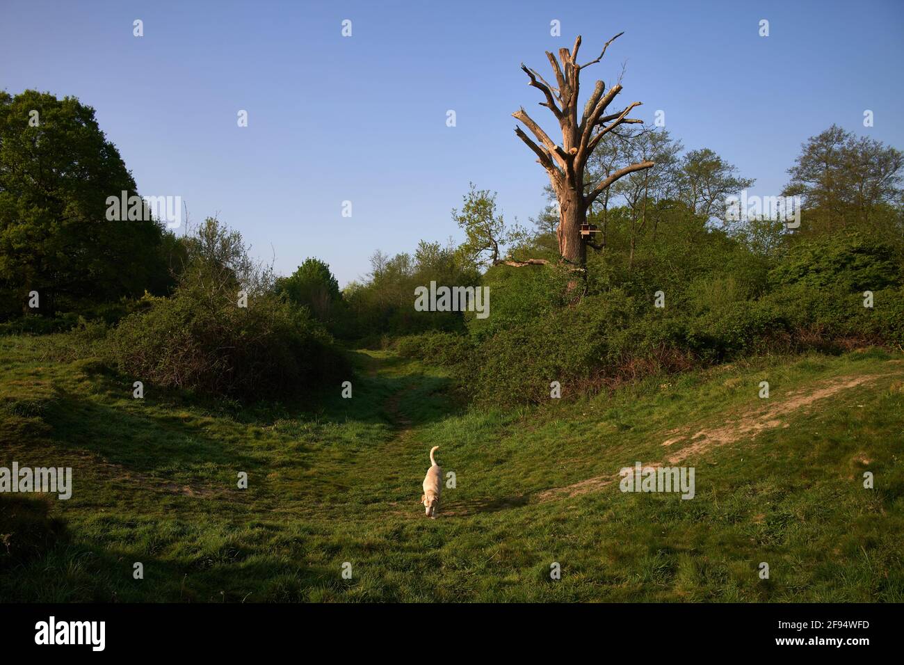 Old horsham hi-res stock photography and images - Alamy