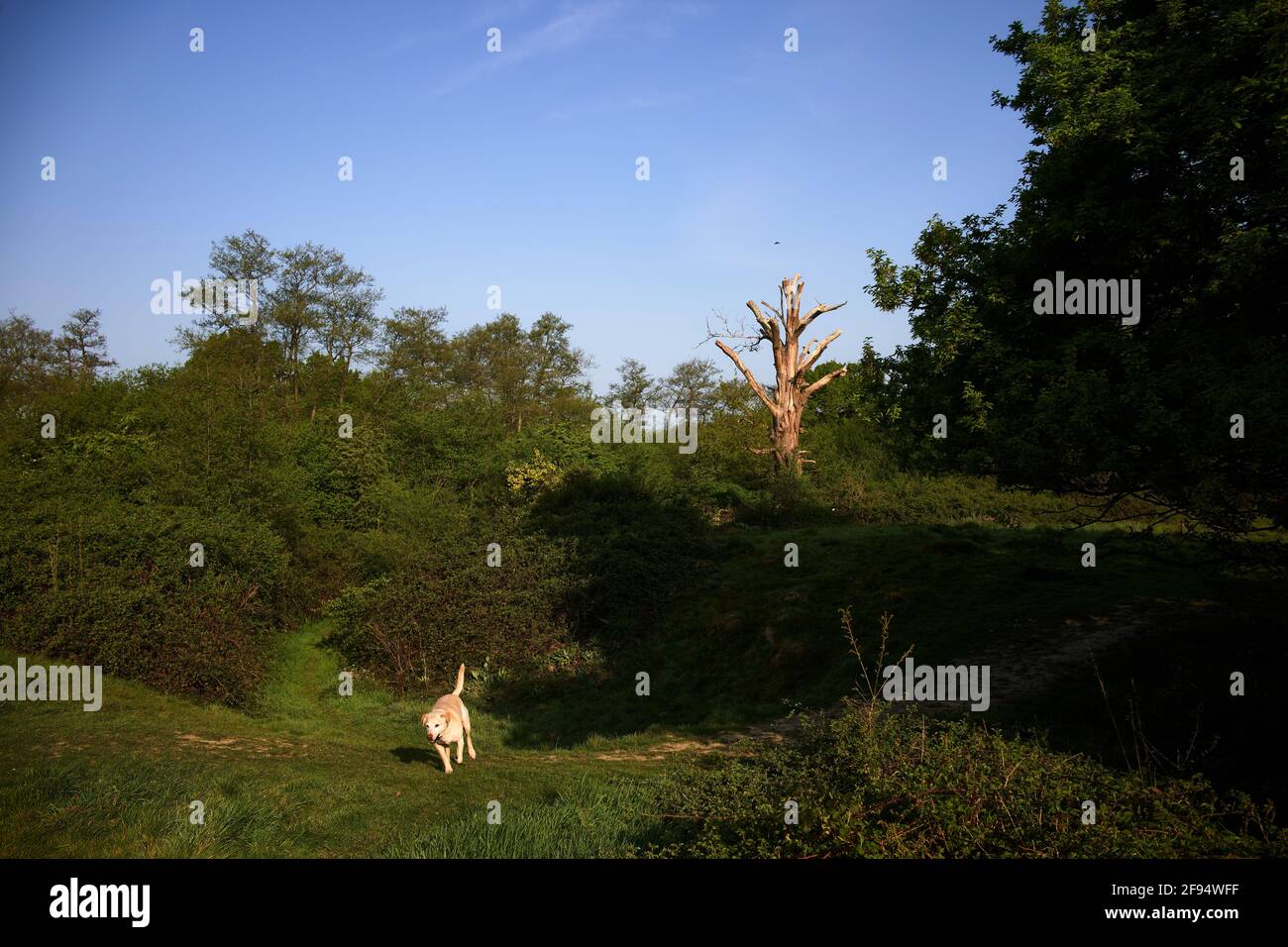 Old horsham hi-res stock photography and images - Alamy