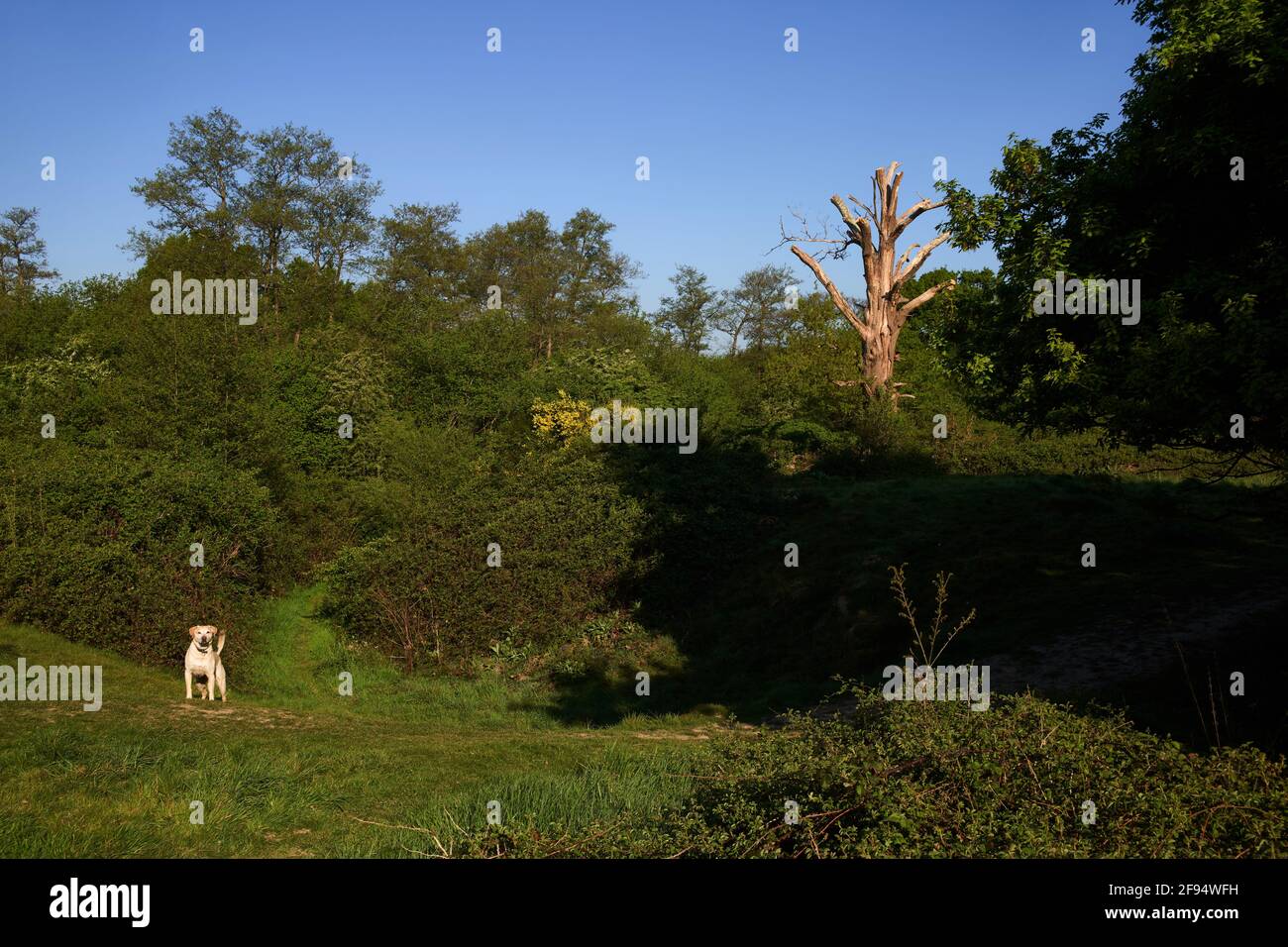 Old horsham hi-res stock photography and images - Alamy