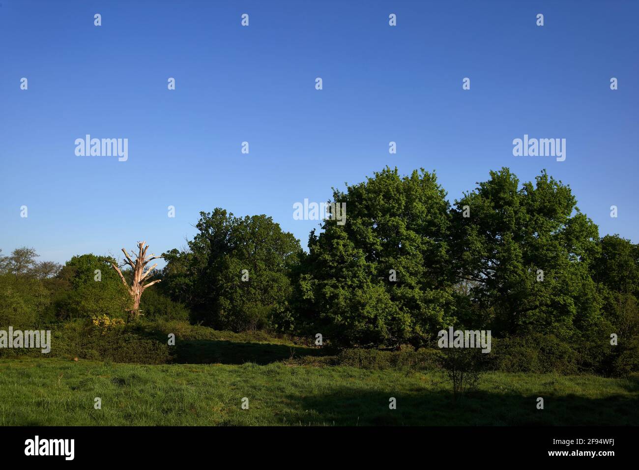 Old horsham hi-res stock photography and images - Alamy