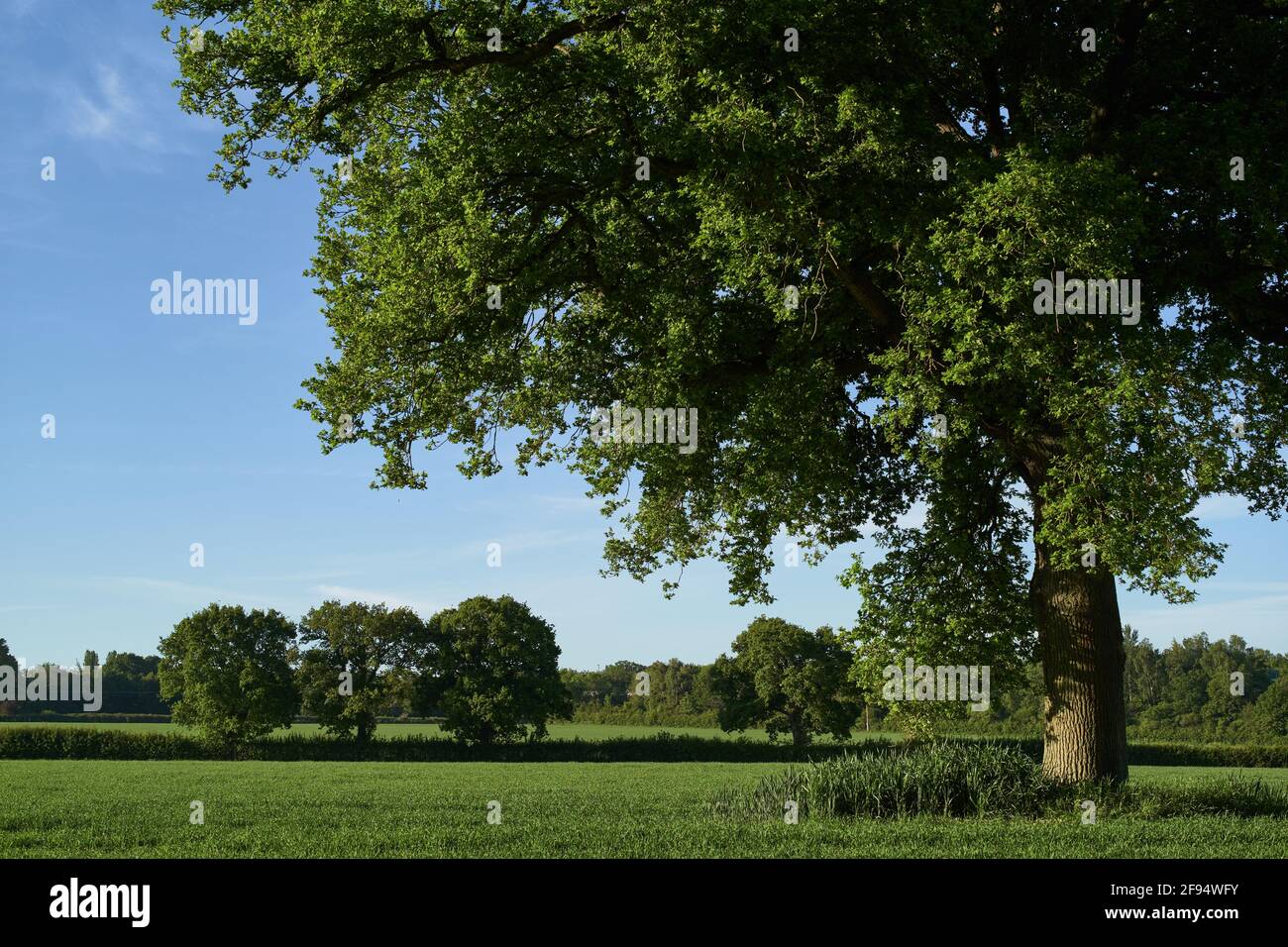 Farmland north of Horsham in West Sussex owned by Legal and General ...