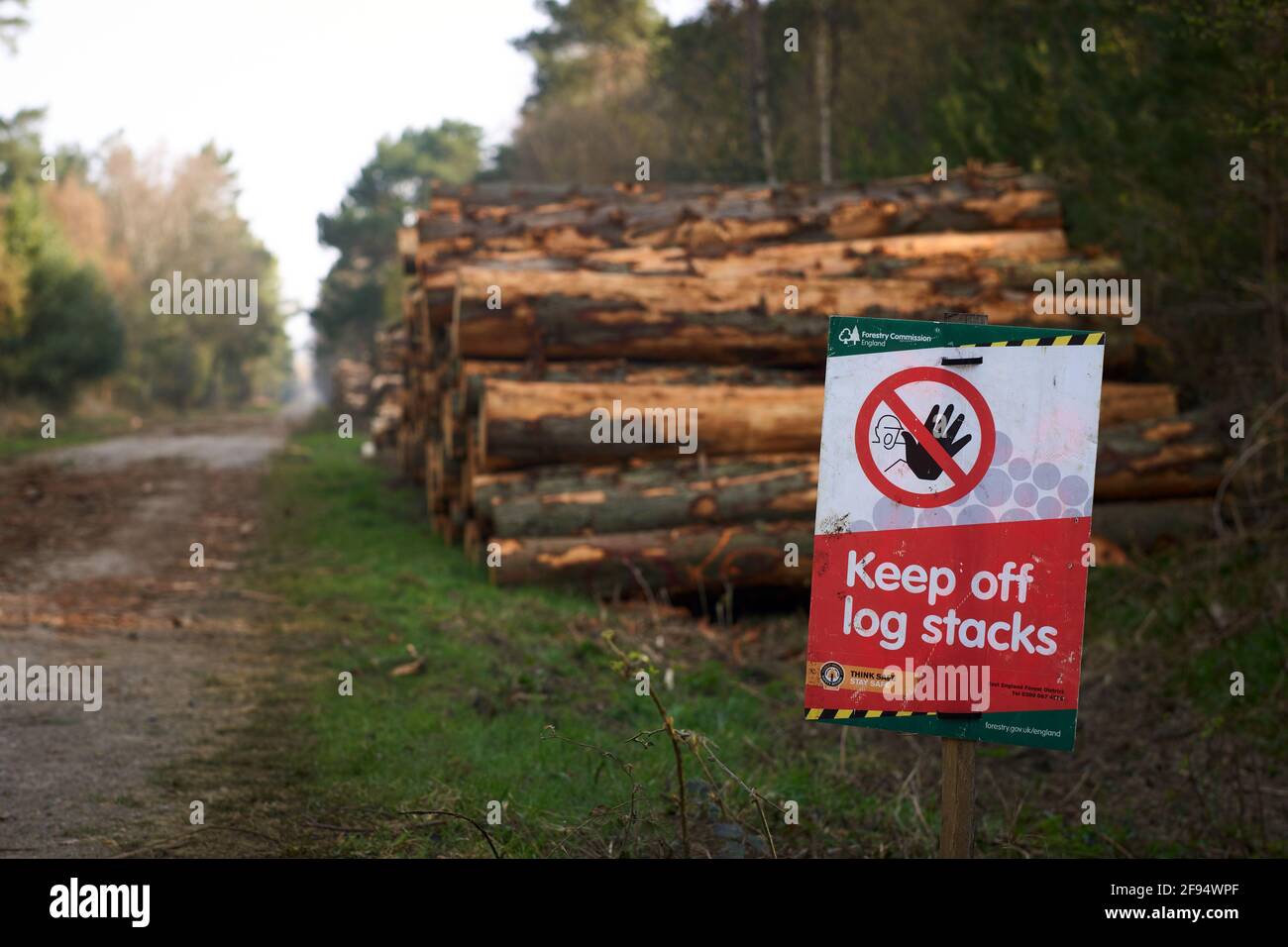 Logging in a Sussex forest , UK Stock Photo - Alamy