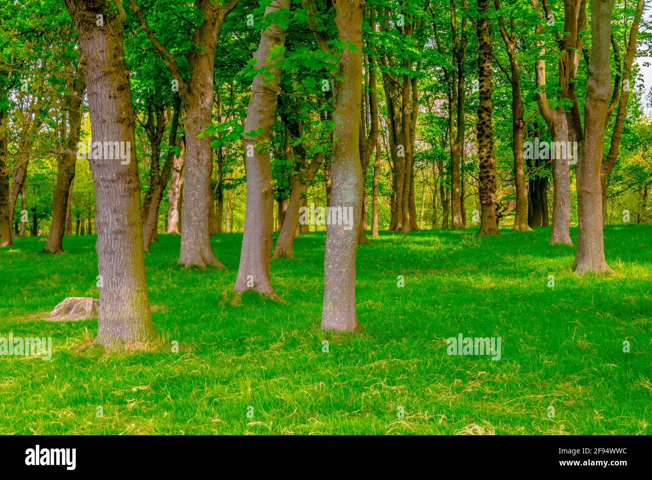 Phoenix park in Dublin, Ireland Stock Photo - Alamy