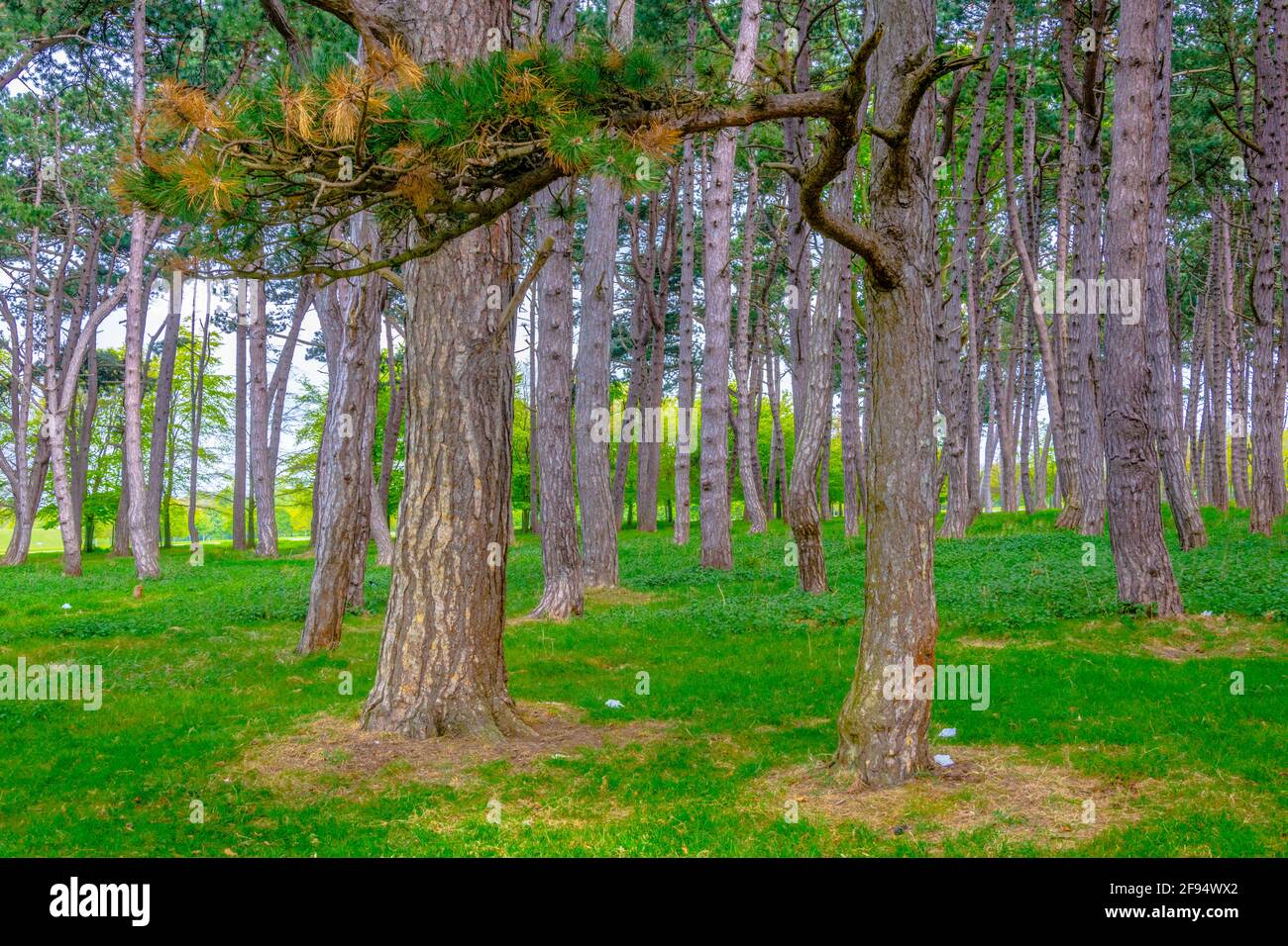 Phoenix park in Dublin, Ireland Stock Photo - Alamy