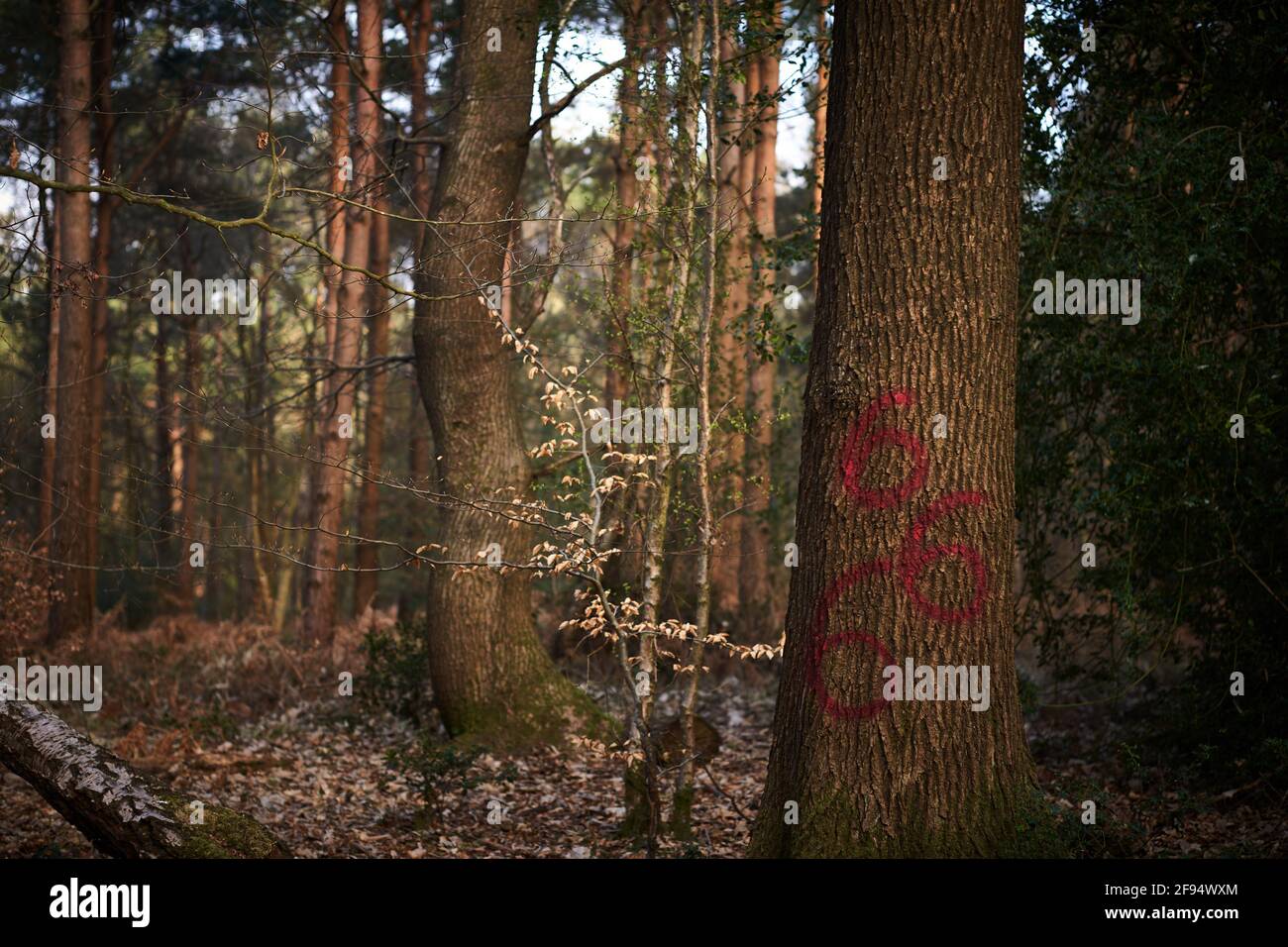 The number 666 painted in red paint on a tree in a Sussex forest Stock ...