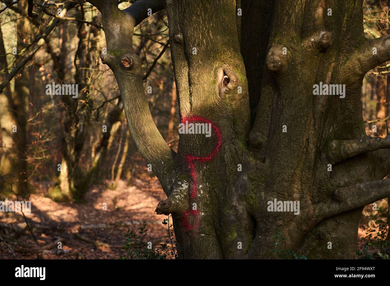 A question mark painted in red paint on a tree in a Sussex forest Stock ...