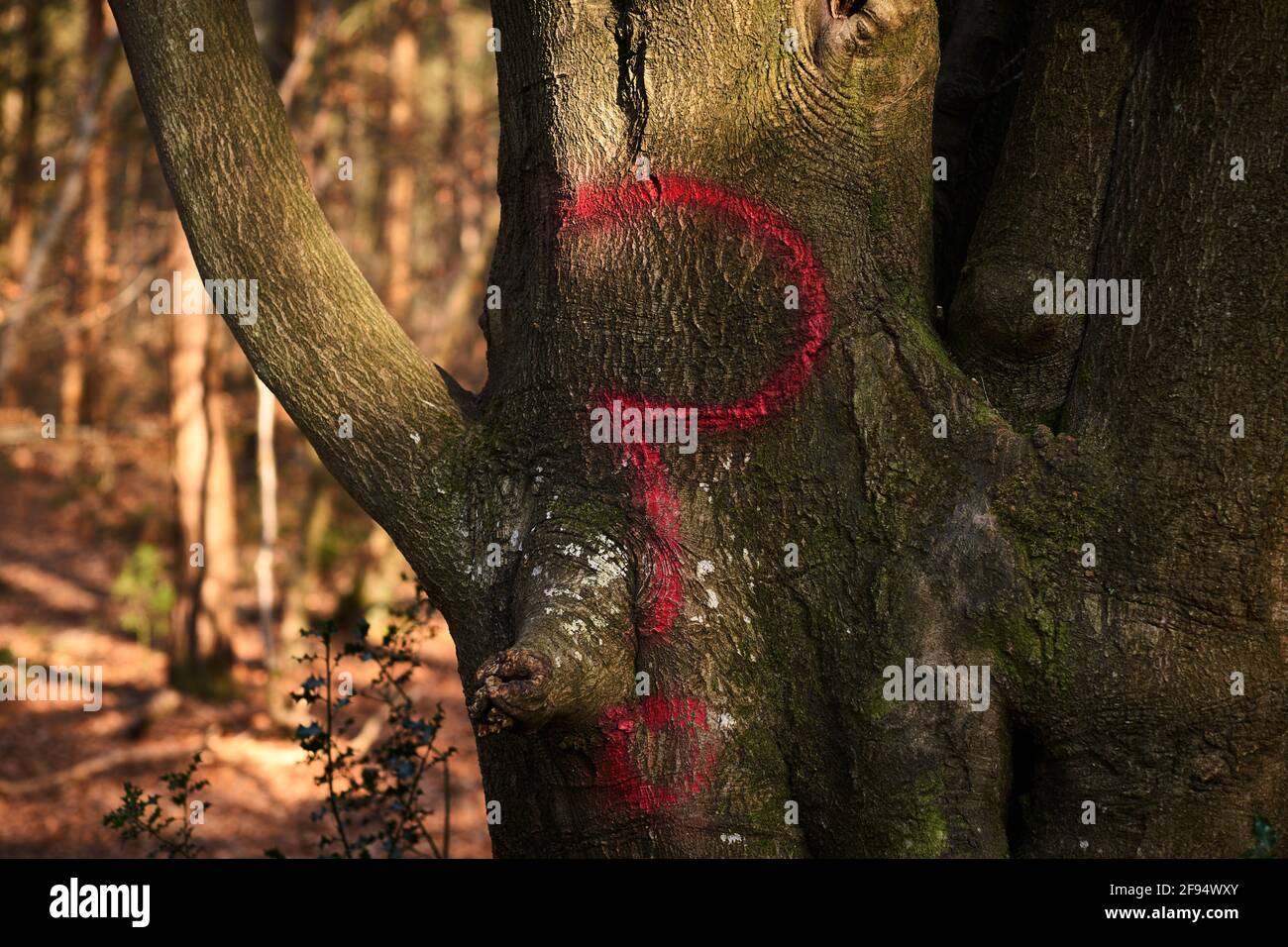 A question mark painted in red paint on a tree in a Sussex forest Stock ...