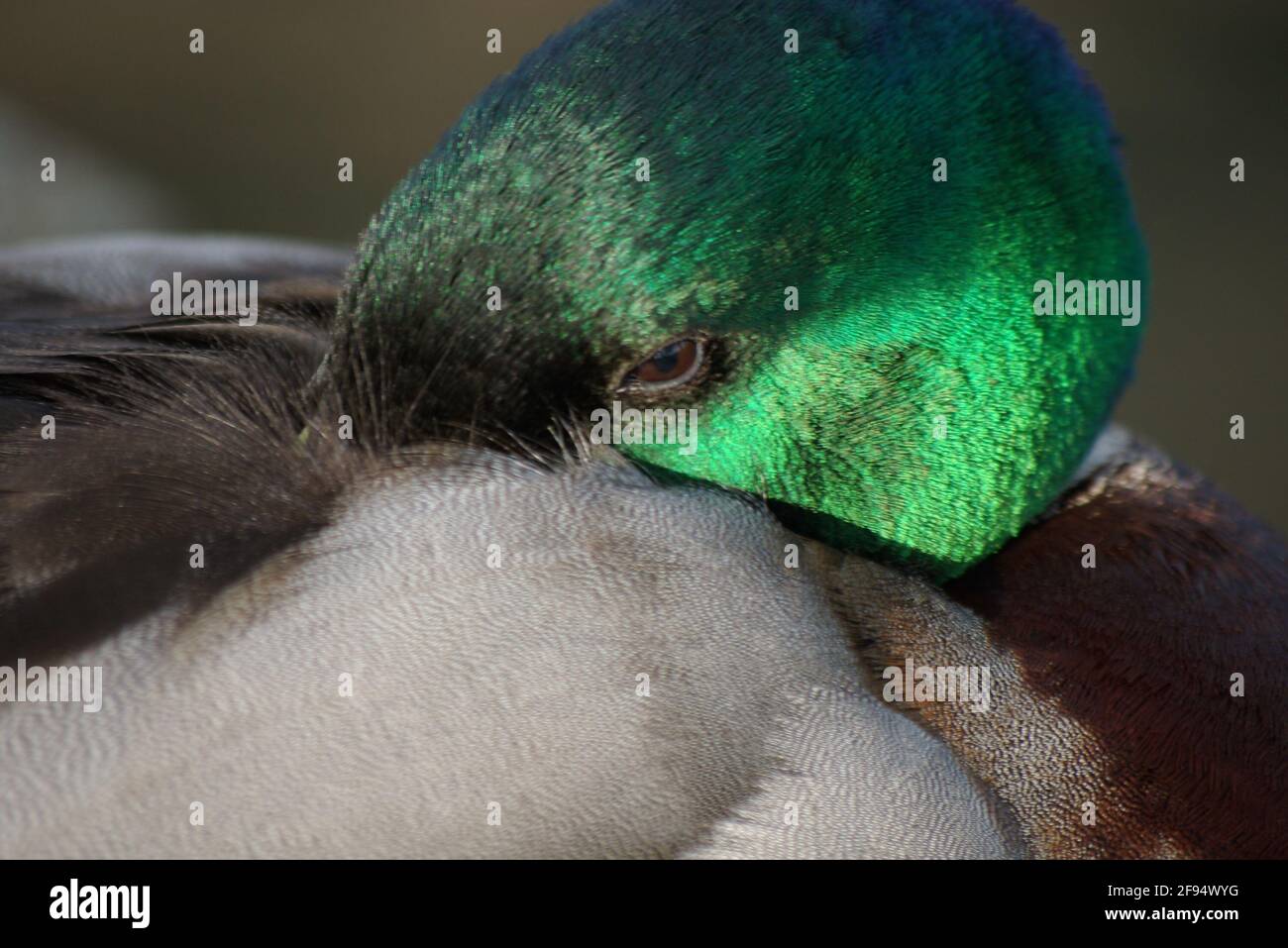 Drowsing hi-res stock photography and images - Alamy