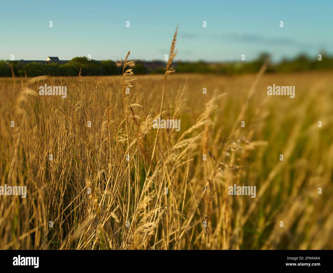 Gold coloured grasses hi-res stock photography and images - Alamy