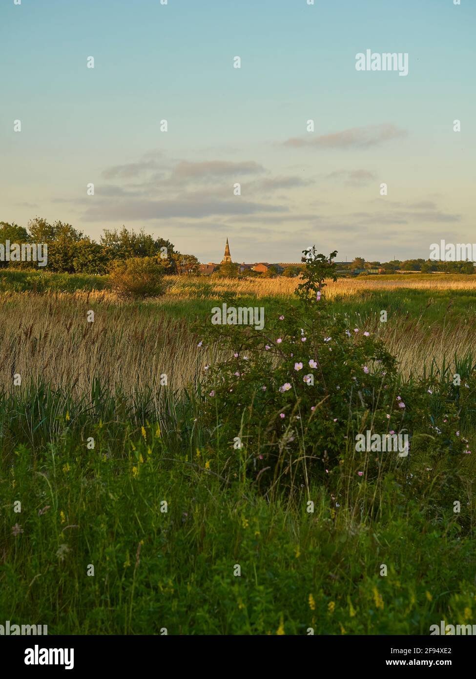 Coatham marshes hi-res stock photography and images - Alamy