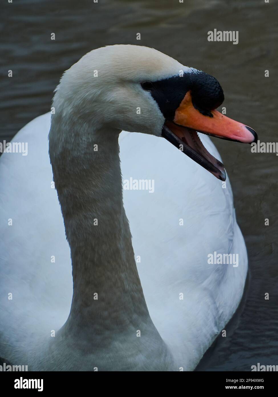 A swan on Locke Park Lake, caught close-up and seeming to laugh to the ...