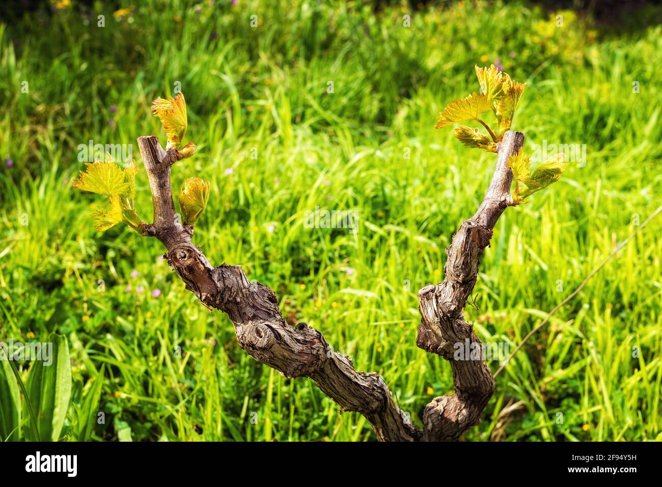 Young inflorescence of the vine. Close-up of the buds and young leaves ...
