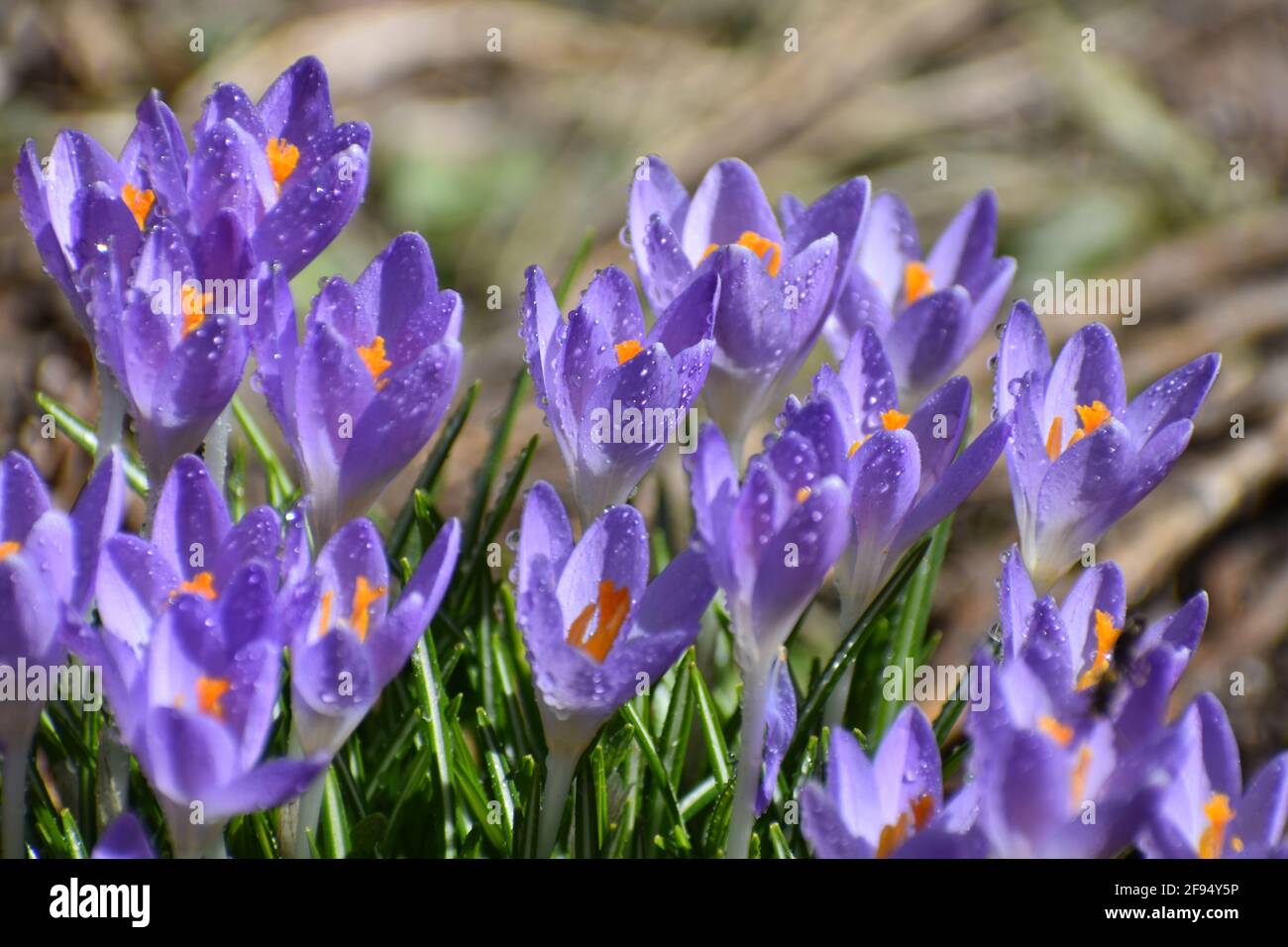 The first crocus flowers in spring Stock Photo - Alamy