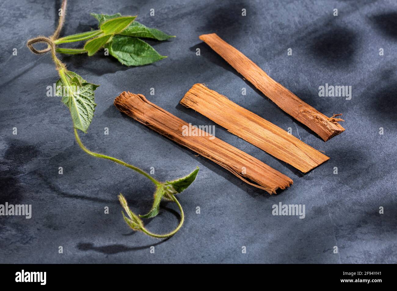 Uncaria tomentosa - Medicinal plant of the Peruvian jungle Stock Photo ...