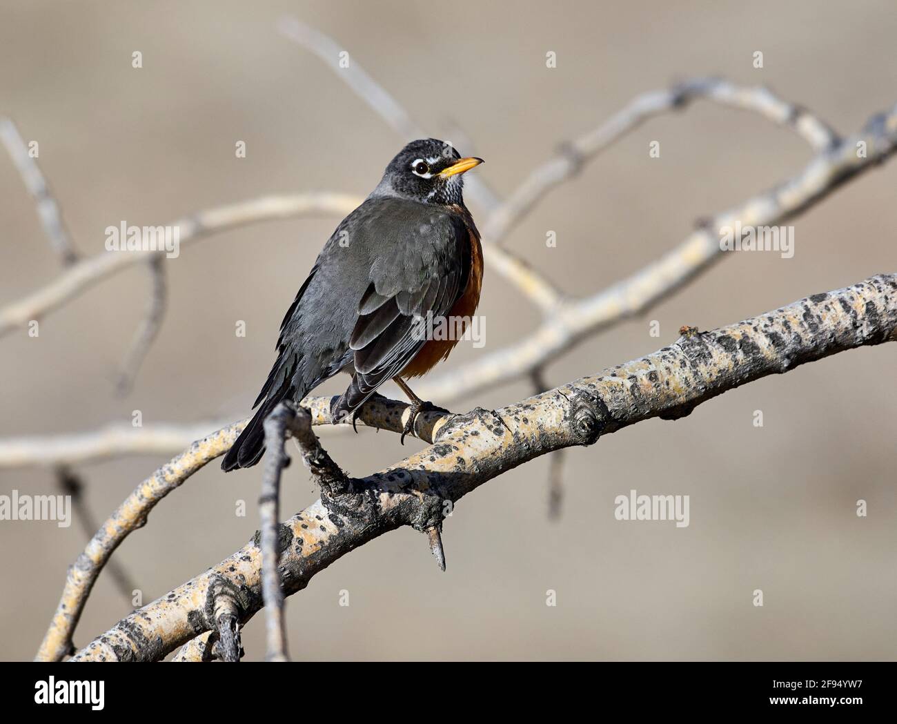 American robin (Turdus migratorius), Inglewood Bird Sanctuary, Calgary ...