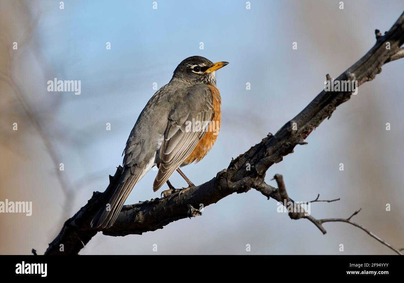 Robin turdus bird animal nature hi-res stock photography and images - Alamy