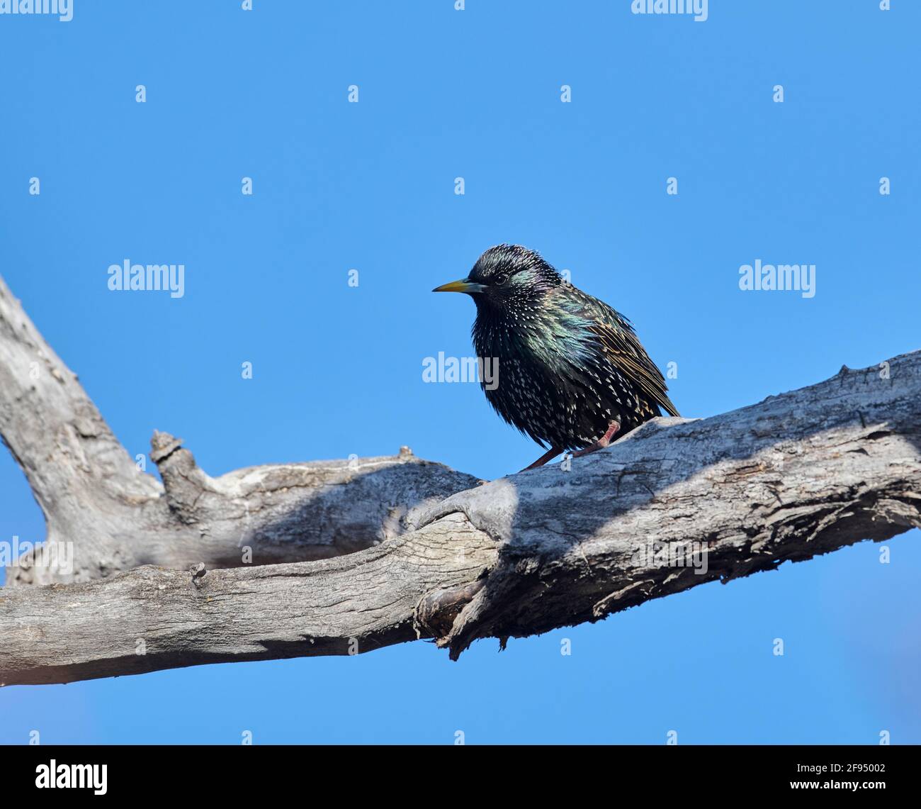 Common Starling Aka European Starling High Resolution Stock Photography ...