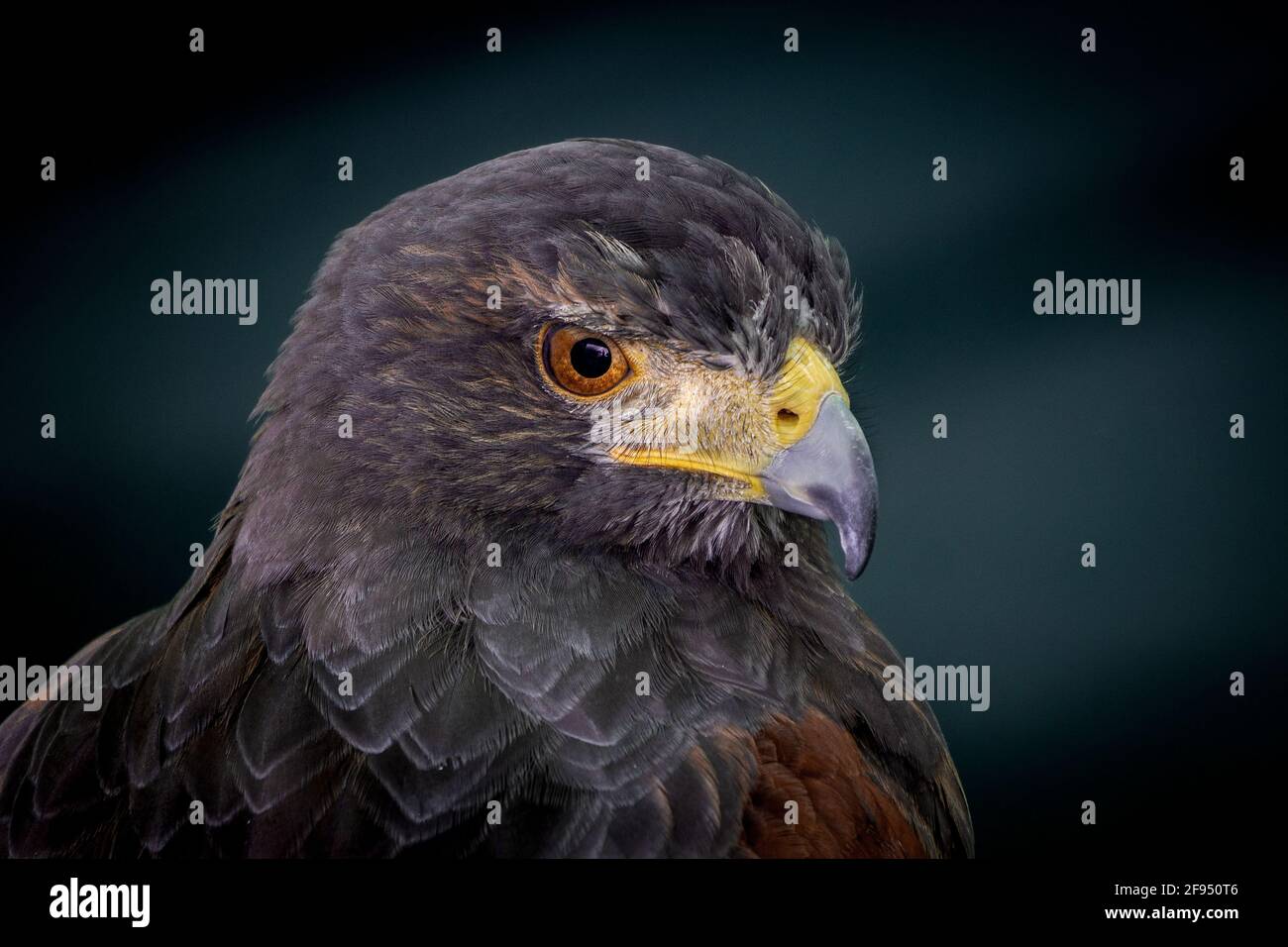 Head shot of Harris Hawk Stock Photo - Alamy