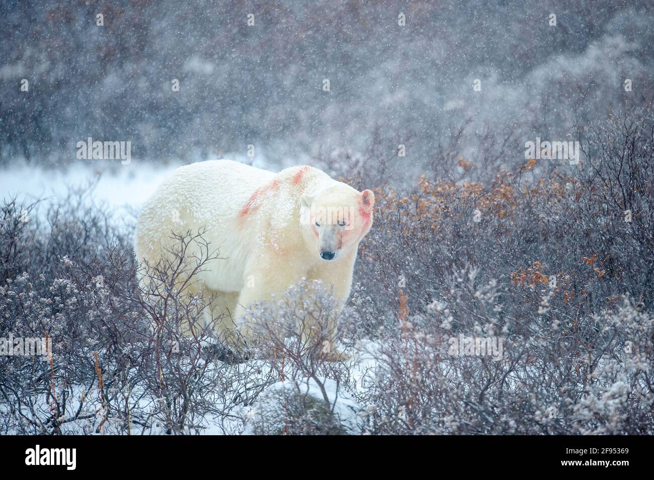 Polar bear with bloody face hi-res stock photography and images - Alamy
