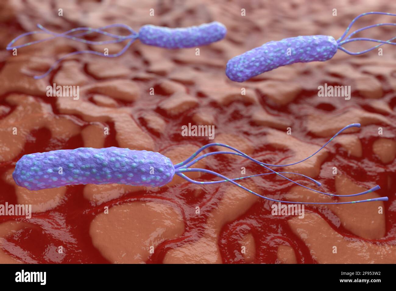 Helicobacter pylori hi-res stock photography and images - Alamy
